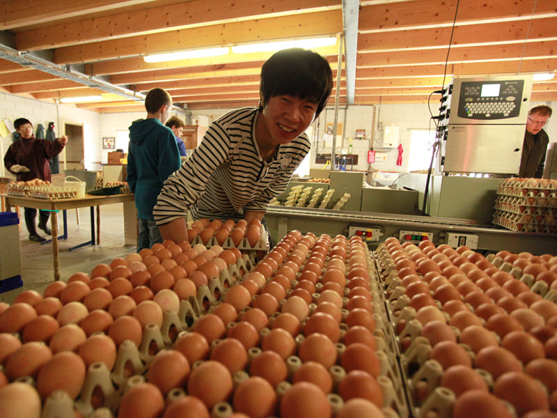 BTEC Diploma level 3 Poultry production